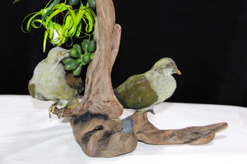 U’upa - Pigeon Vert - Musée de Tahiti et des îles